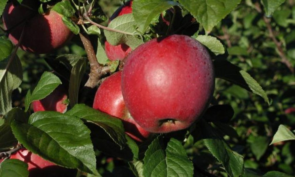 Parts of an Apple Tree – Apples